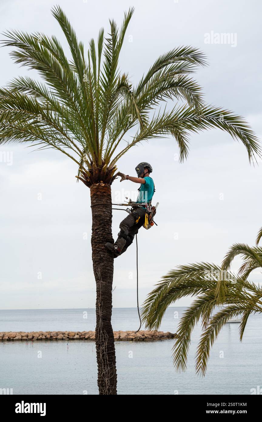 Seasonal maintenance work on trunk and leaves of palm trees on the ...