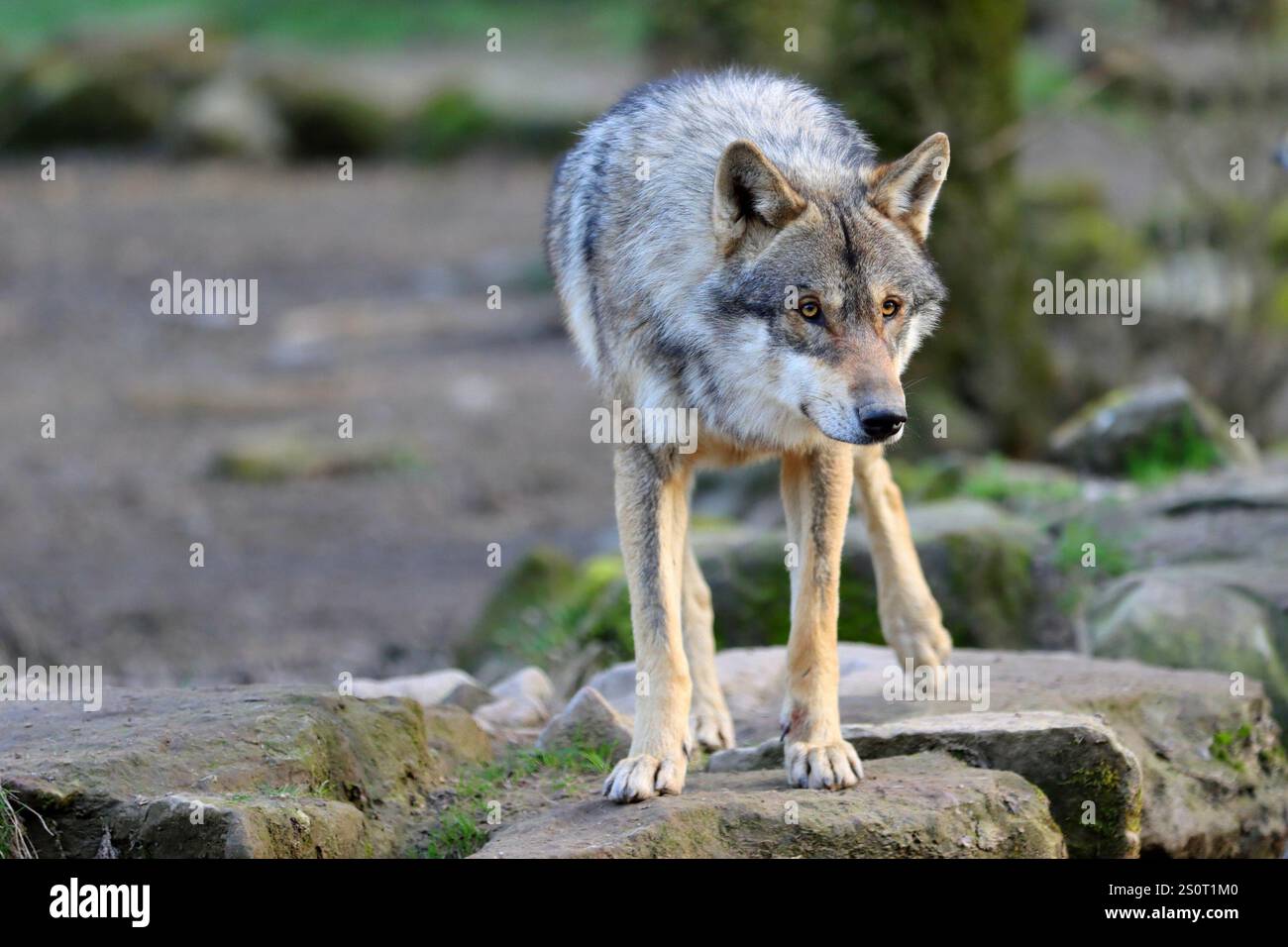 European gray wolf / Loup gris européen Stock Photo - Alamy