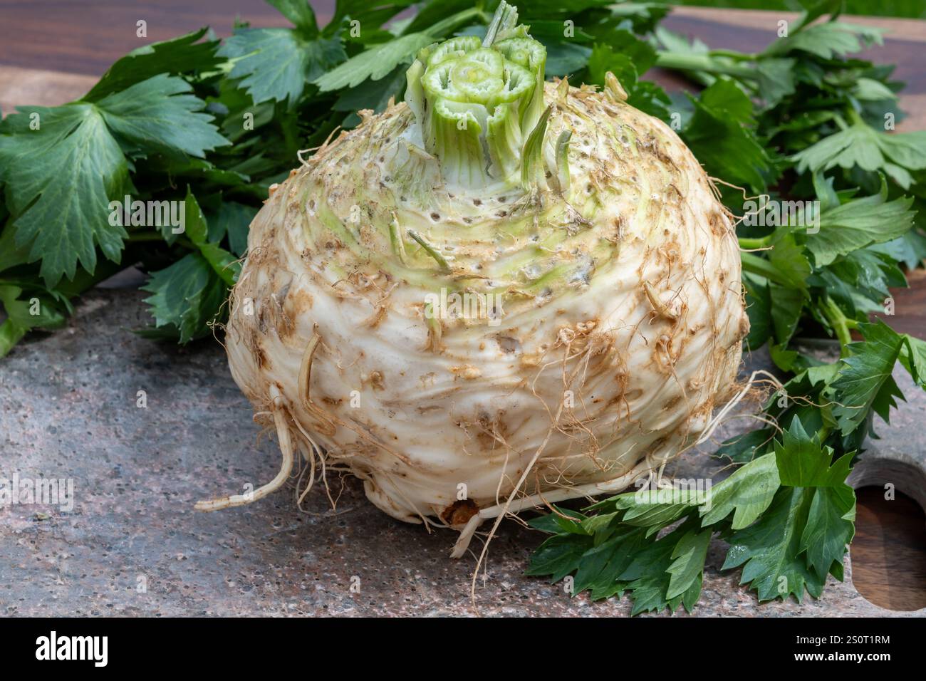 Celery root head, fresh celeriac, source of vitamins, fresh healthy ...