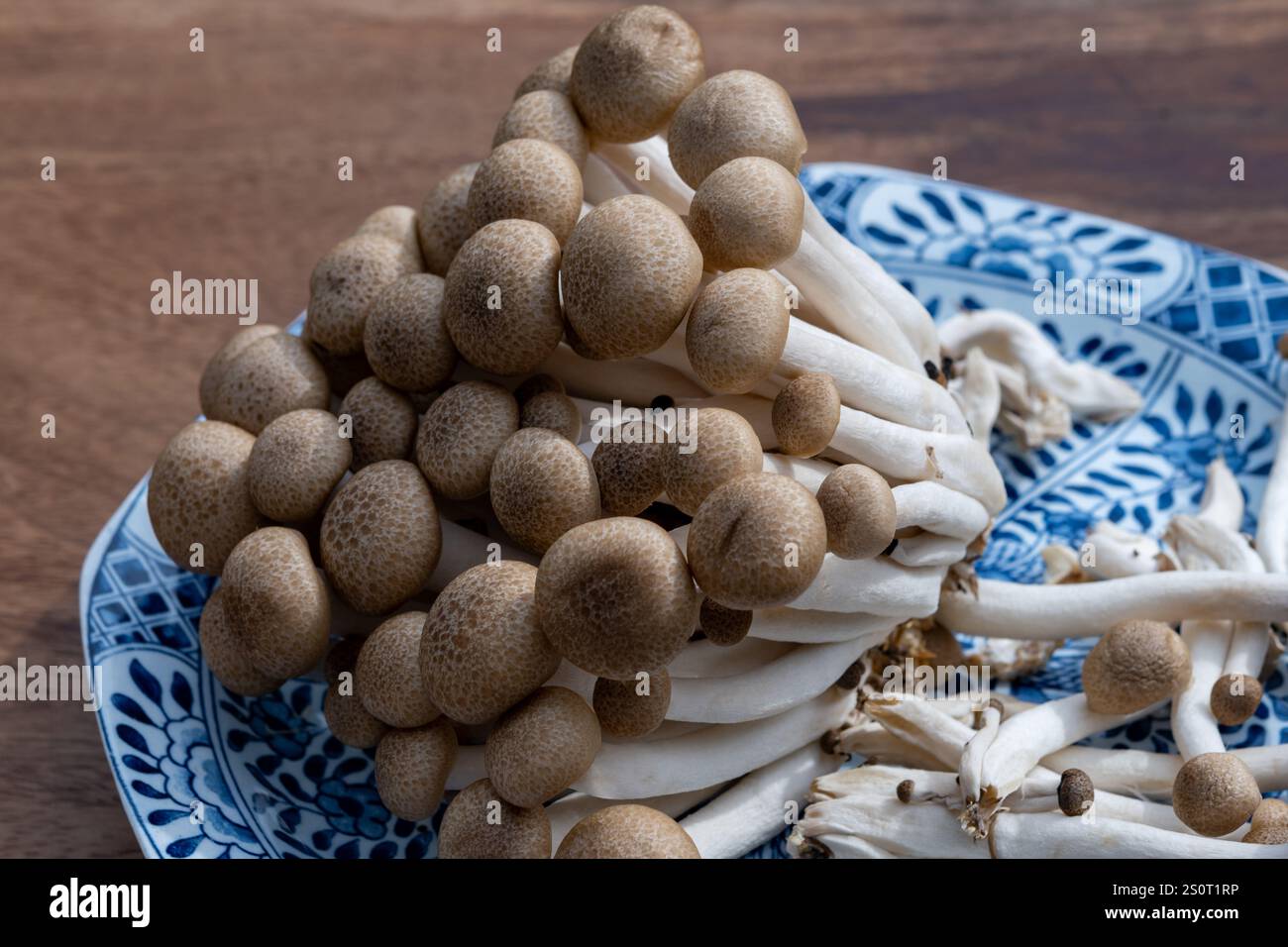 Fresh brown shimeji edible mushrooms native to East Asia, buna-shimeji ...
