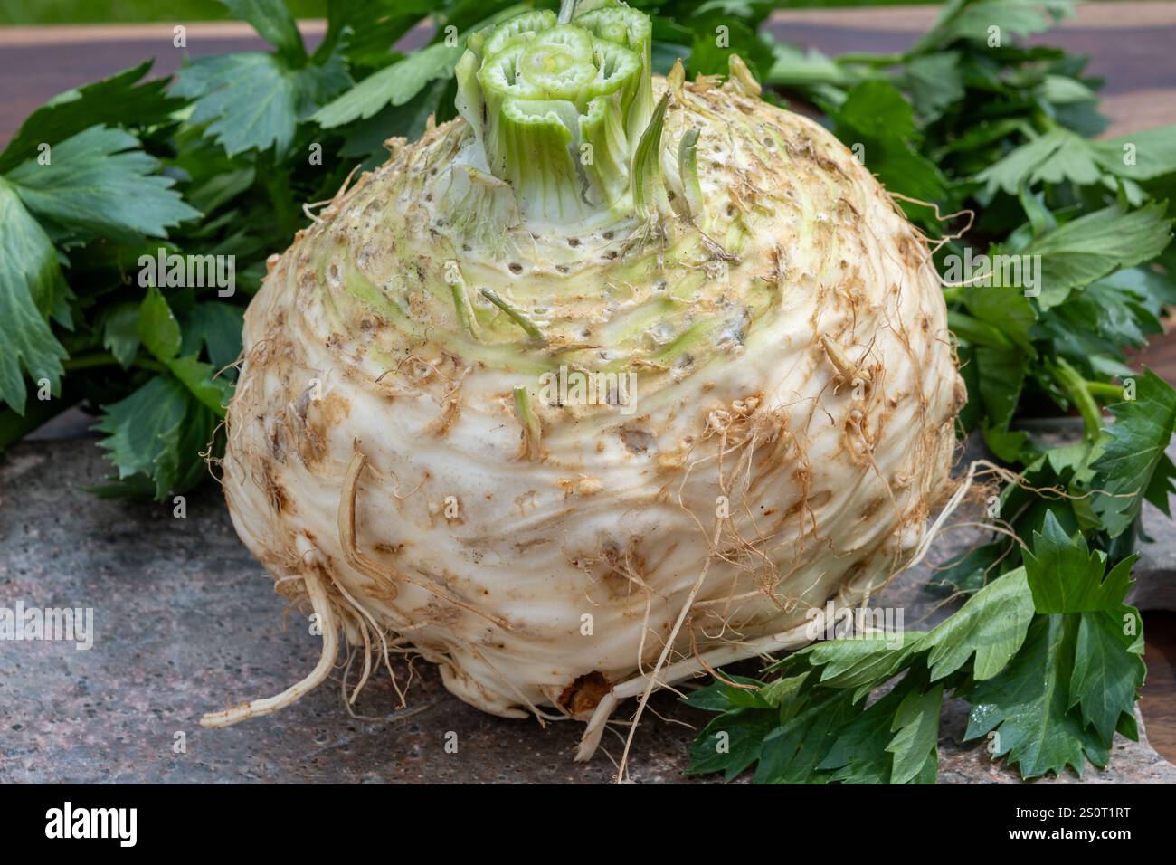 Celery root head, fresh celeriac, source of vitamins, fresh healthy vegetable, wedge Stock Photo ...