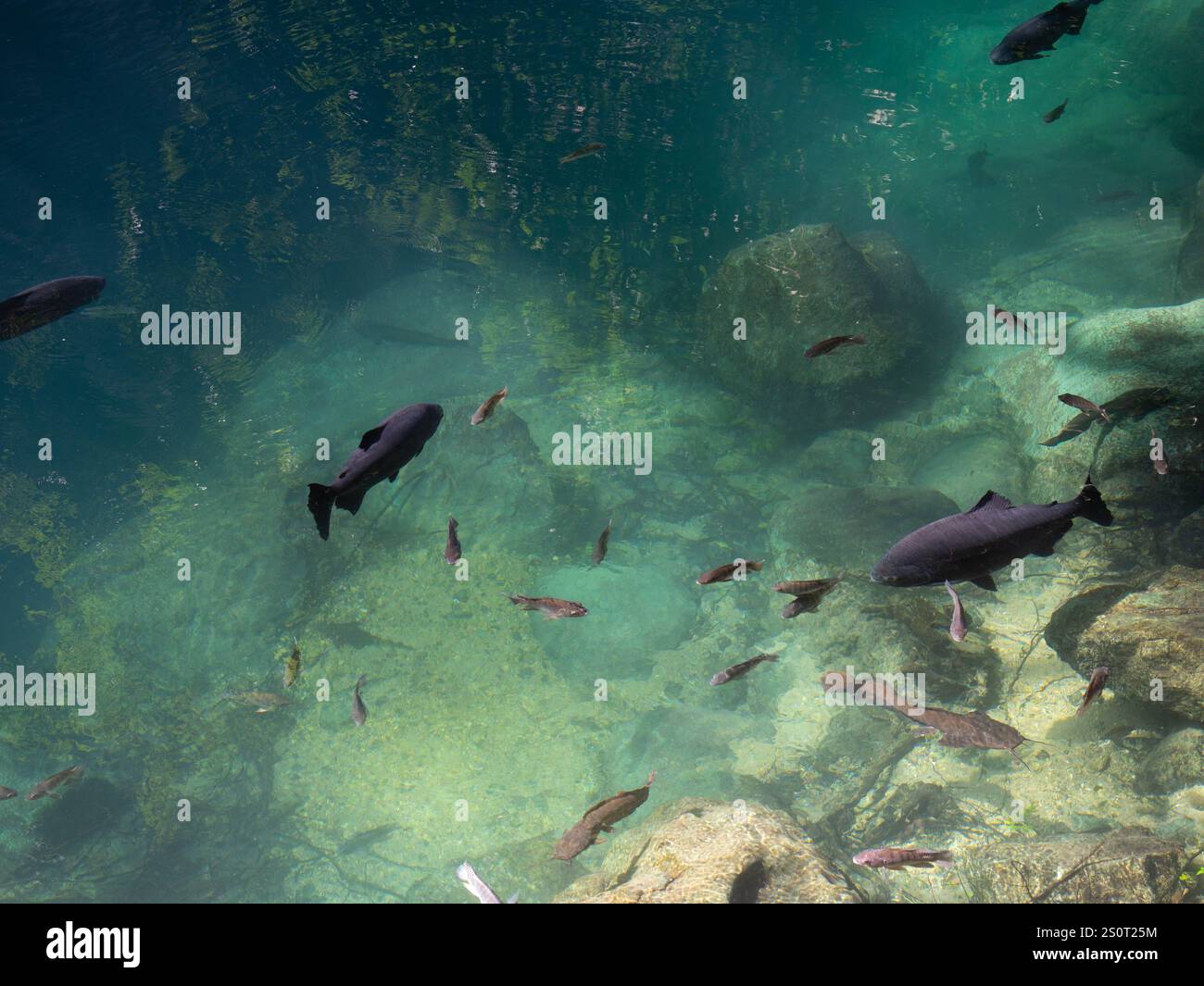 View of various types of fish swimming in the blue lake. Black fish ...