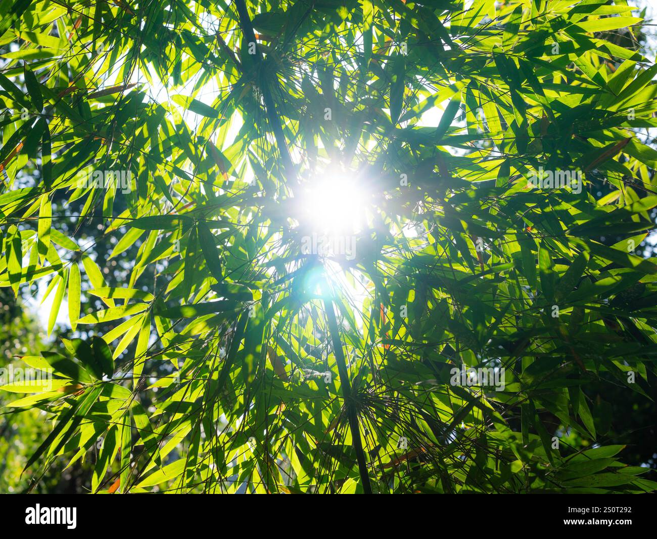 View from below to the top of a large tree in a tropical forest. Sun ...