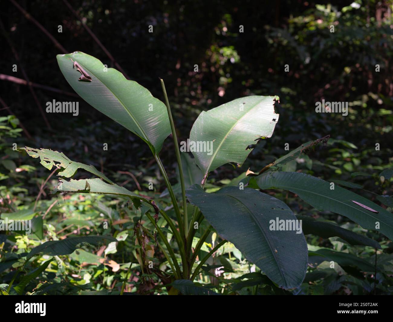 Wild bananas in northern Thailand. Wild banana trees in a tropical ...