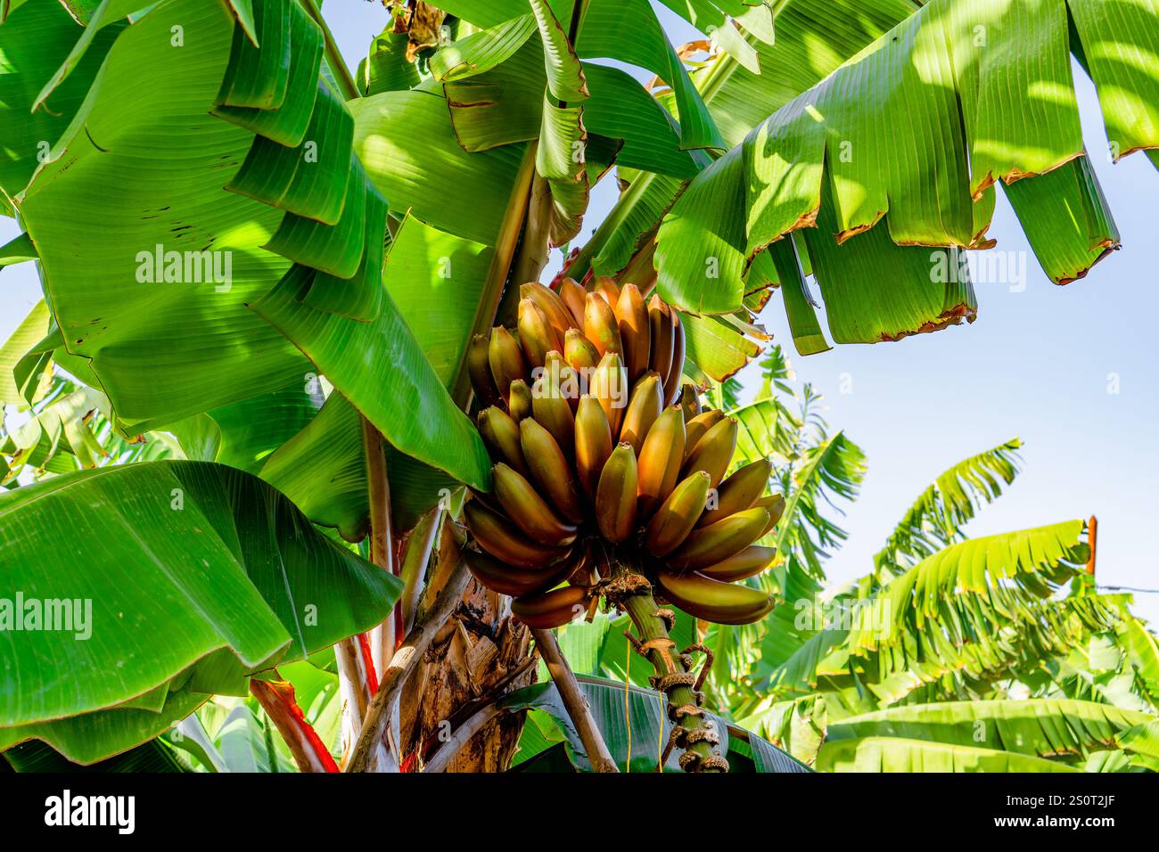Red banana fruits (Musa acuminata) in the Indian village Stock Photo ...