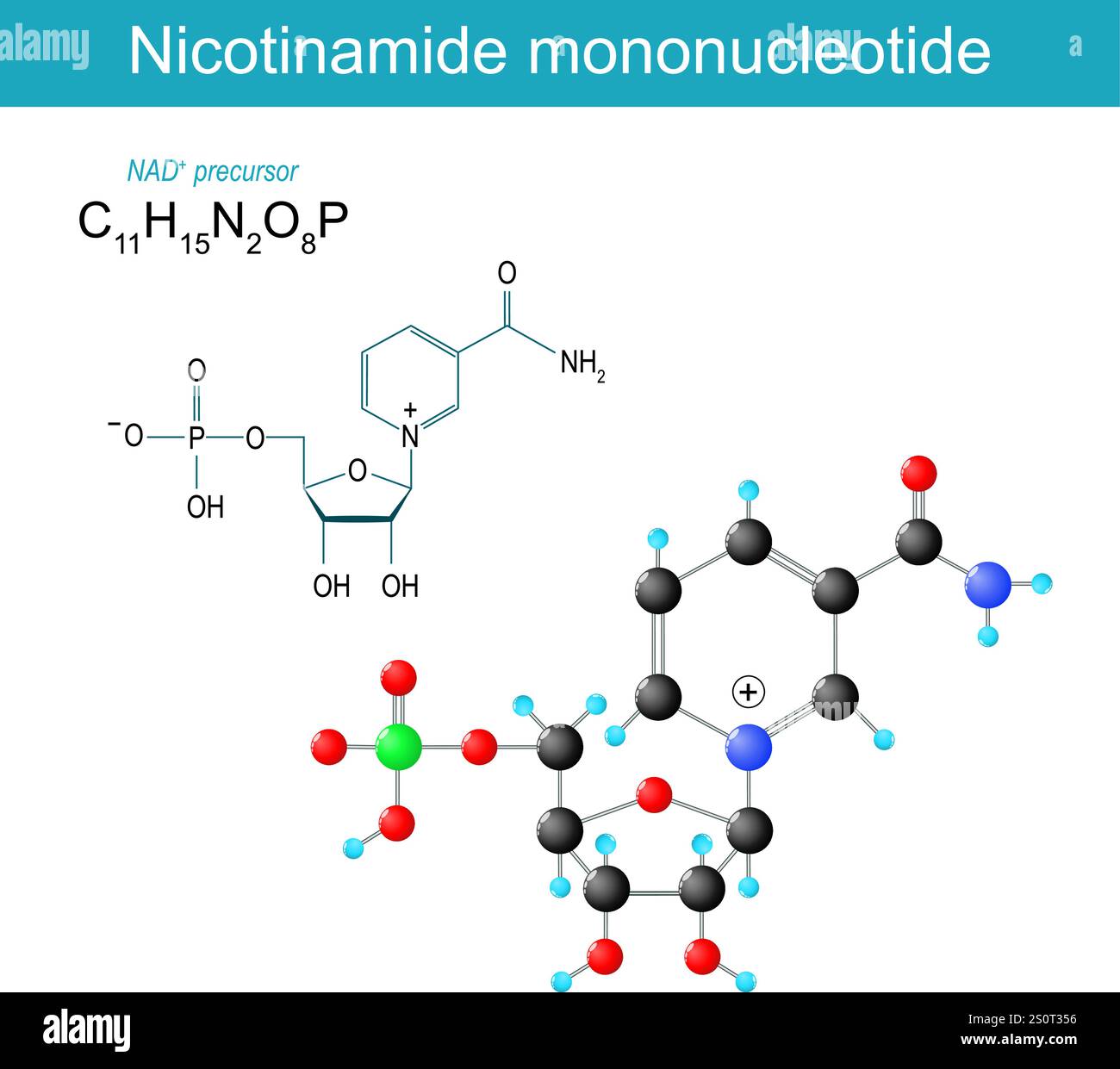 NMN molecule. Nicotinamide mononucleotide. Molecular chemical structural formula and model of ...