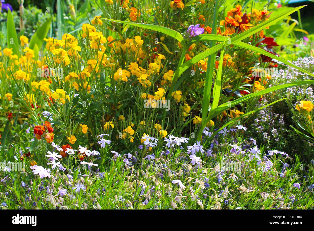 Mittelhohe blumen hi-res stock photography and images - Alamy