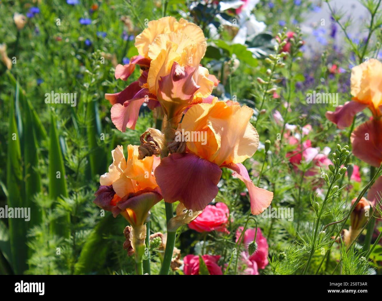 Blüten einer orange bordeaux farbenen Schwertlilie in einem privaten ...