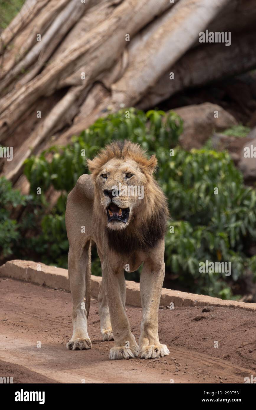 Male Lion standing along the dirt road at Lake Manyara National Park in ...