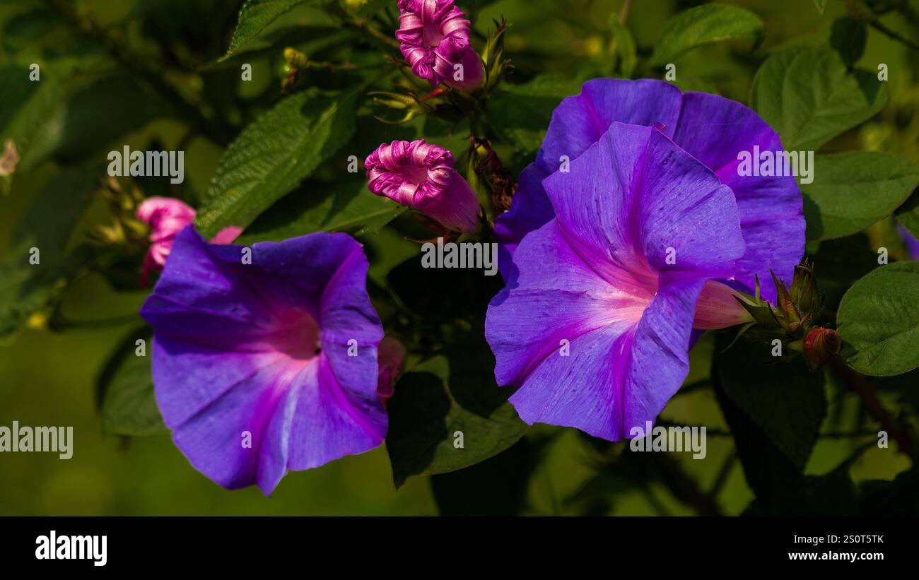 Red blue garden flowers bindweed hi-res stock photography and images ...
