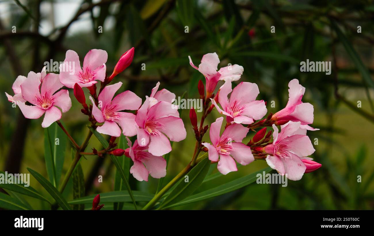 The oleander flower is a beautiful but poisonous plant. It has vibrant ...