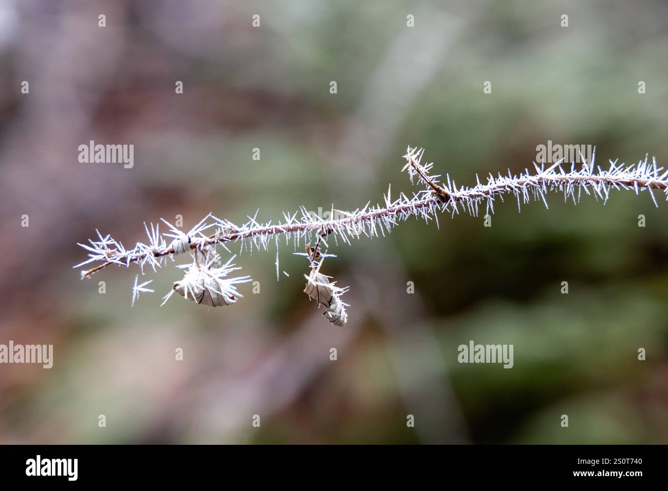 Frost und Nebel Bei Frost und Nebel hat sich Reif an den Bäumen und ...