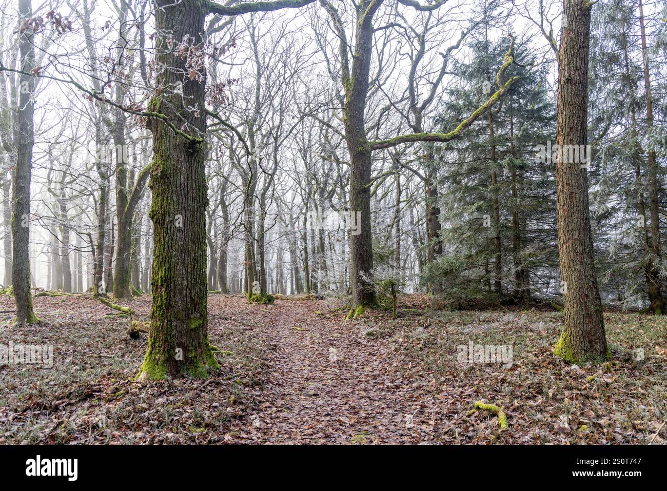 Frost und Nebel Bei Frost und Nebel hat sich Reif an den Bäumen und ...
