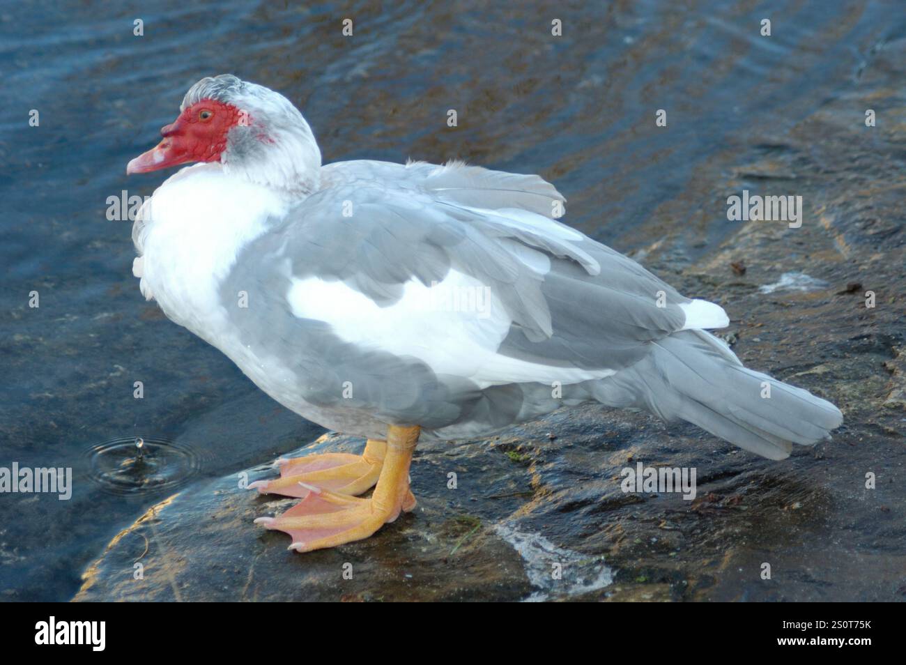 Muscovy Duck (cairina moschata) at Saint James Park Brackley ...