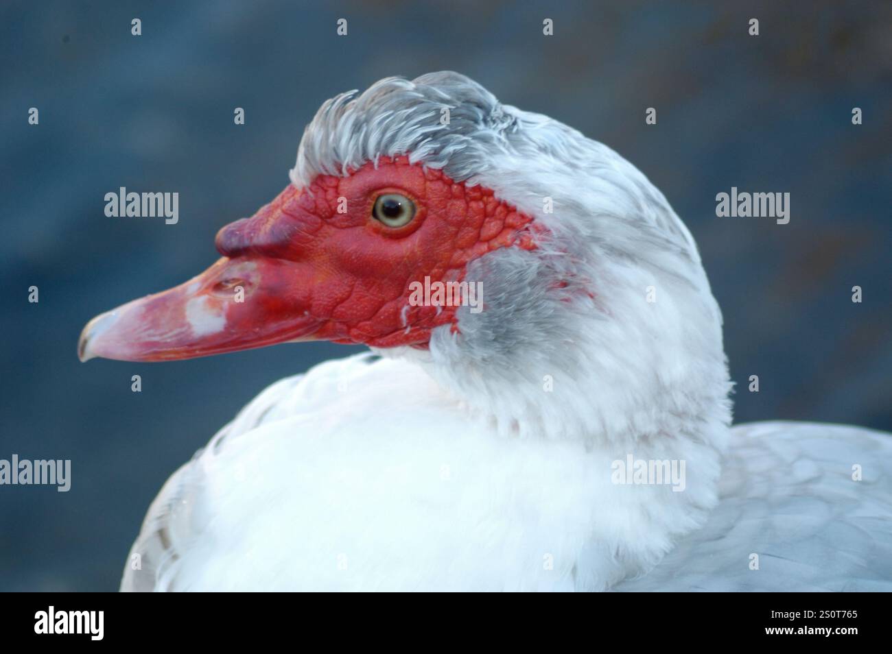 Muscovy Duck (cairina moschata) at Saint James Park Brackley ...