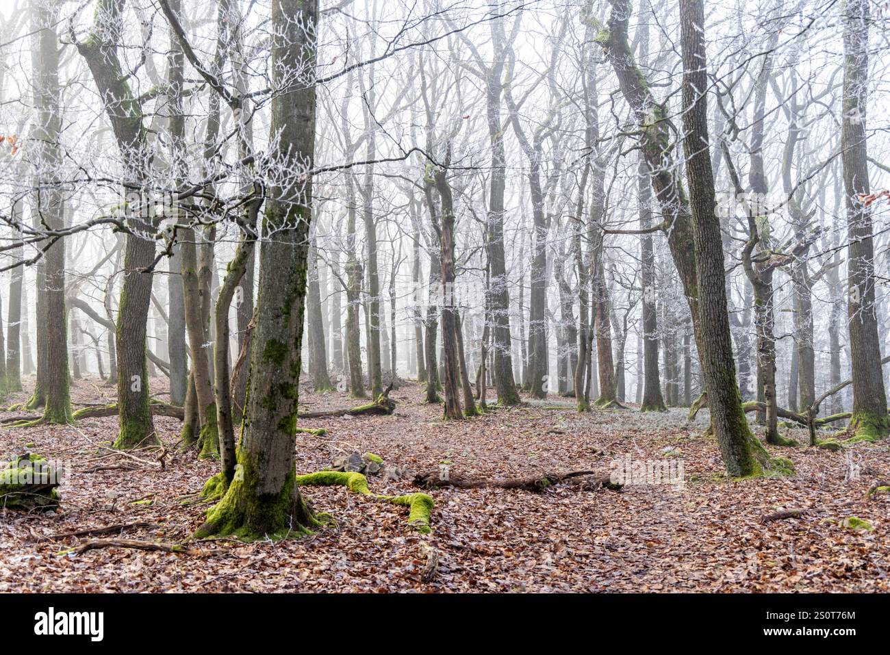 Frost und Nebel Bei Frost und Nebel hat sich Reif an den Bäumen und ...