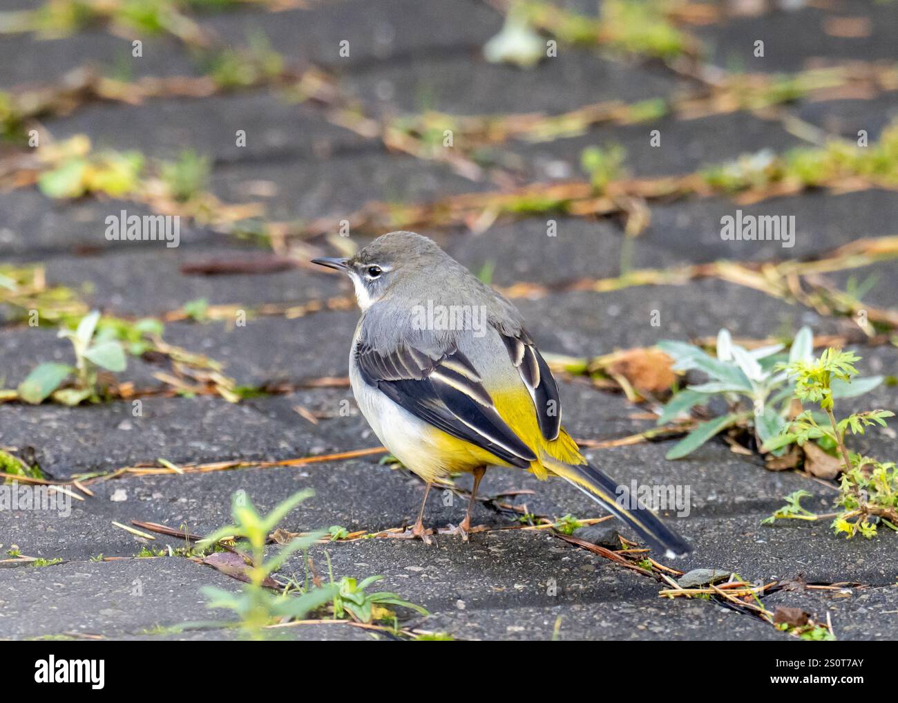 A female Grey Wagtail, Motacilla cinerea in Ambleside, Lake District, UK Stock Photo - Alamy