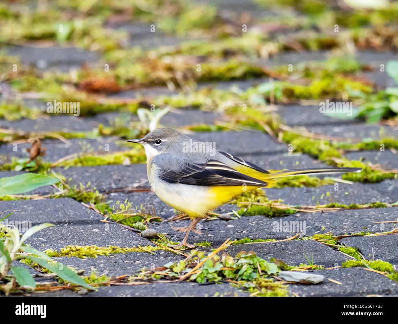 A female Grey Wagtail, Motacilla cinerea in Ambleside, Lake District ...