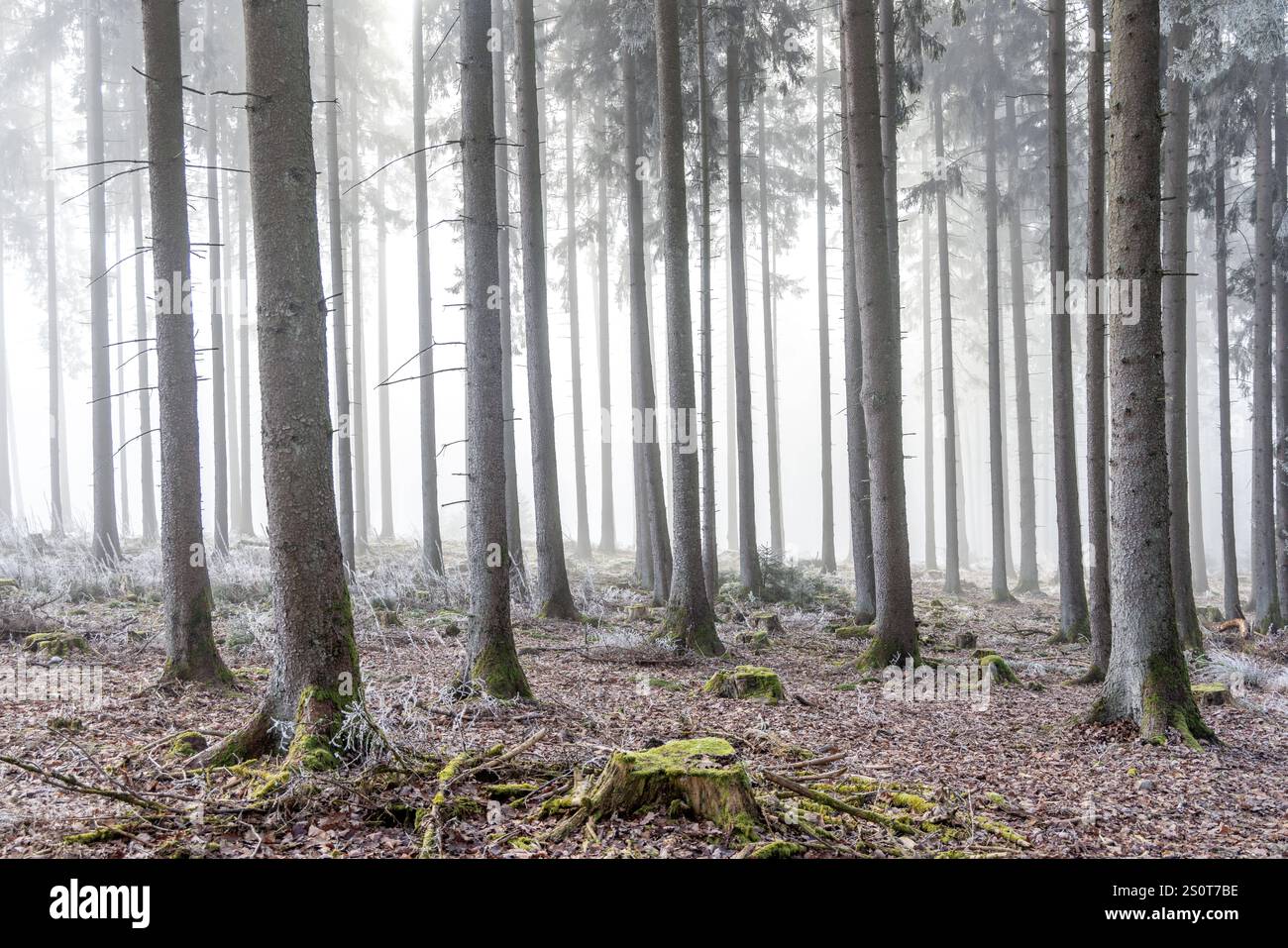 Frost und Nebel Bei Frost und Nebel hat sich Reif an den Bäumen und ...