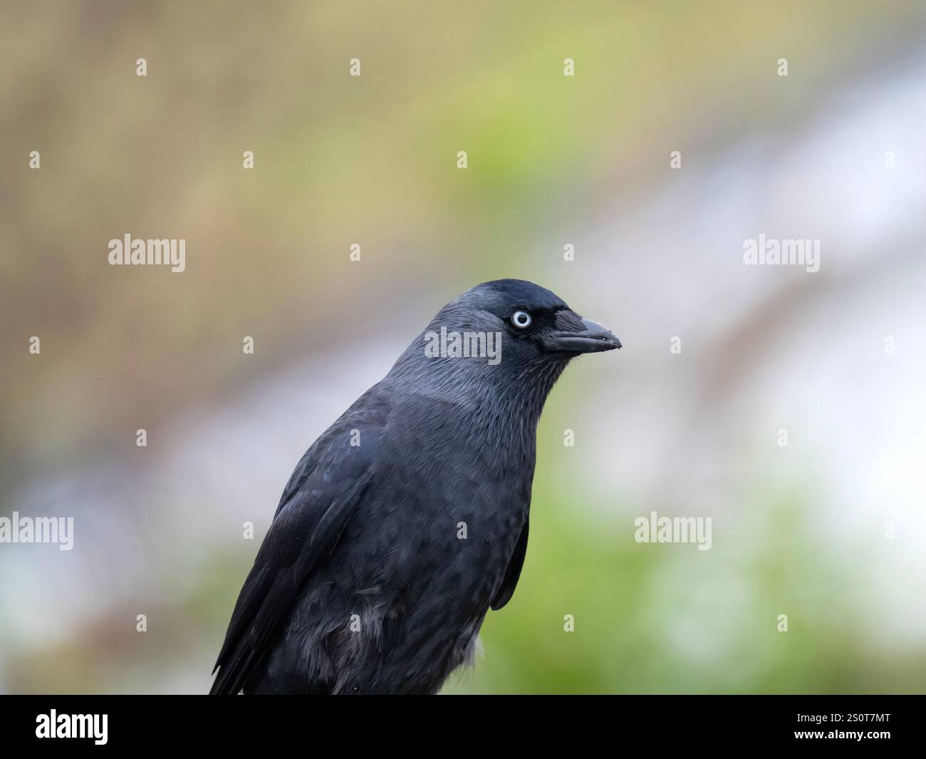 A Jackdaw, Coloeus monedula in Ambleside, Lake District, UK Stock Photo ...