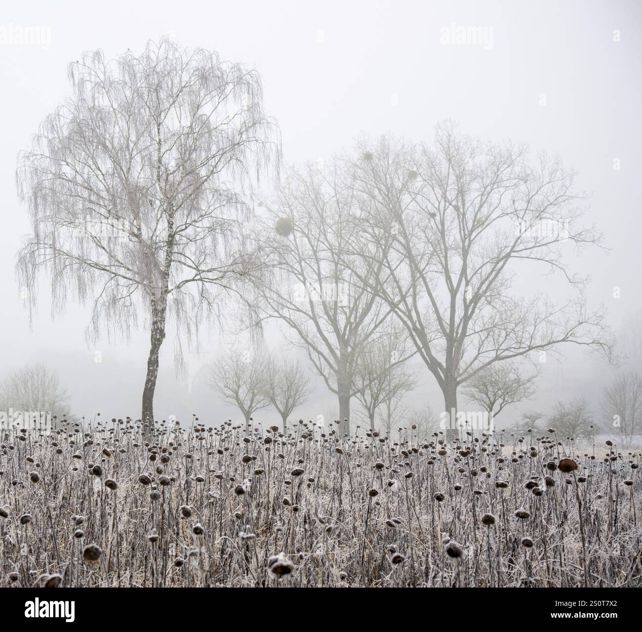 Spangdahlem, Germany. 29th Dec, 2024. A field of withered sunflowers ...