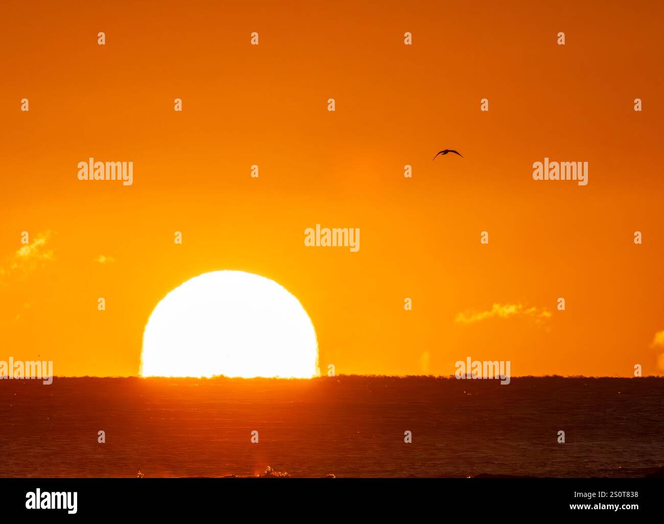 Gull flying past rising sun hi-res stock photography and images - Alamy