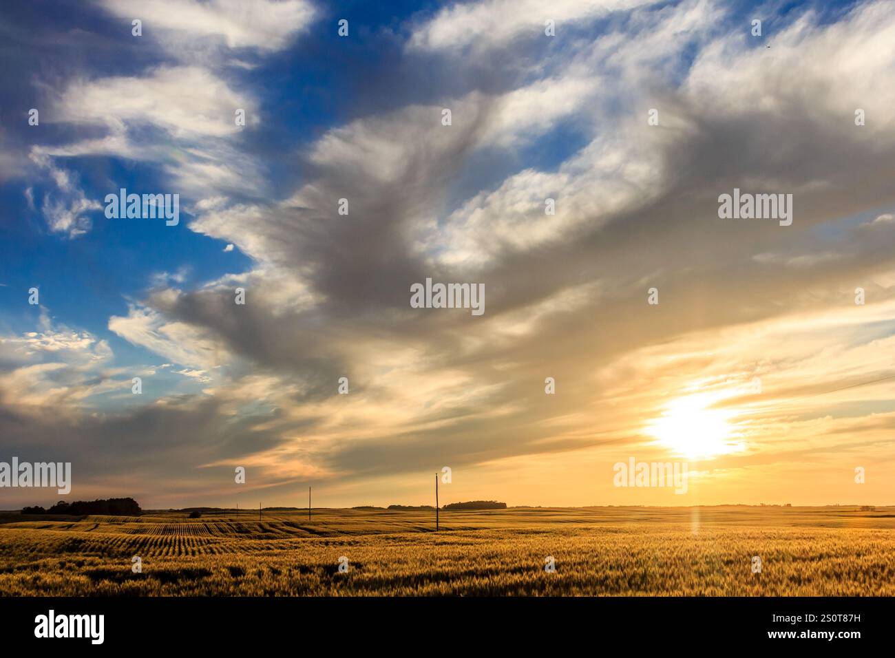 A field of tall grass with a bright sun in the sky. The sky is mostly ...
