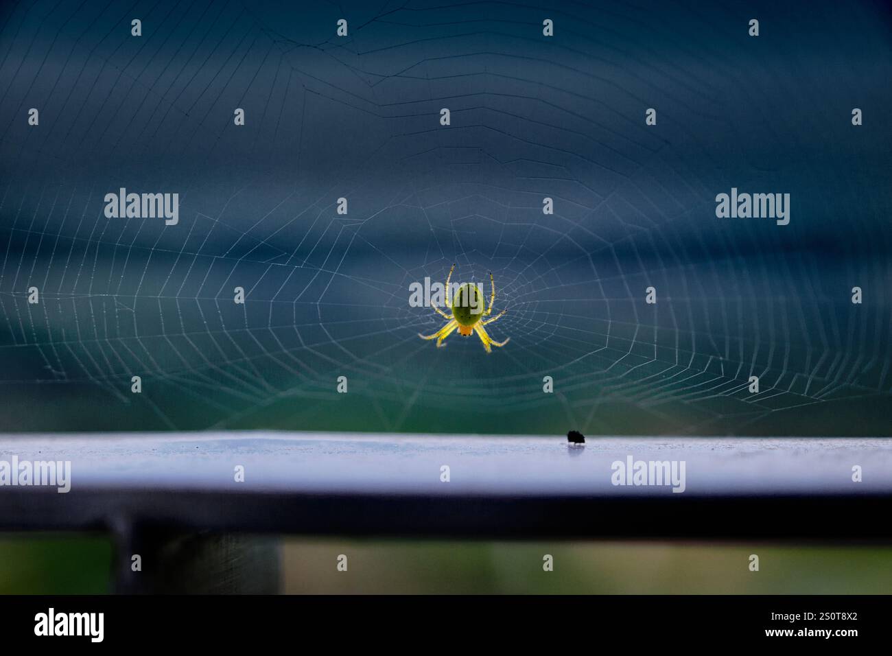 A close-up of an orb weaver spider on its web Stock Photo - Alamy