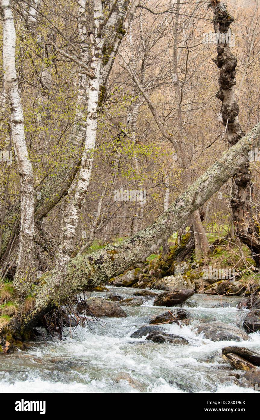Tavascan river. Traditional Bordas and pasture areas. Pallars Sobira ...