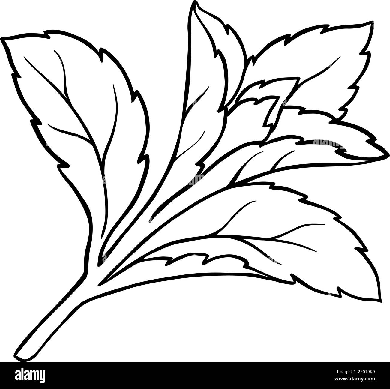 Stevia Branch with Leaves Outline Illustration Stock Vector Image & Art - Alamy