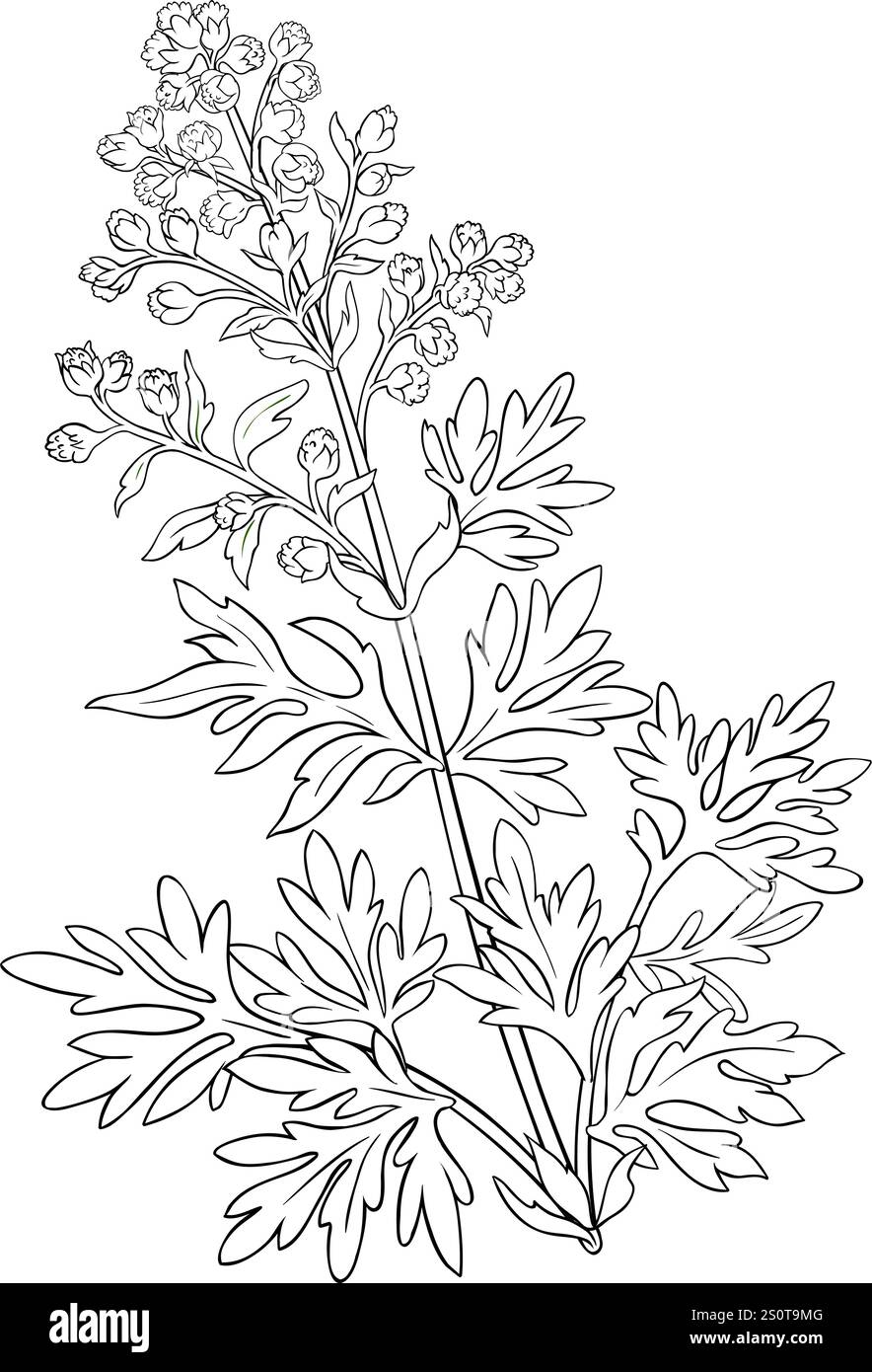 Wormwood Plant Isolated Outline Illustration Stock Vector Image & Art ...