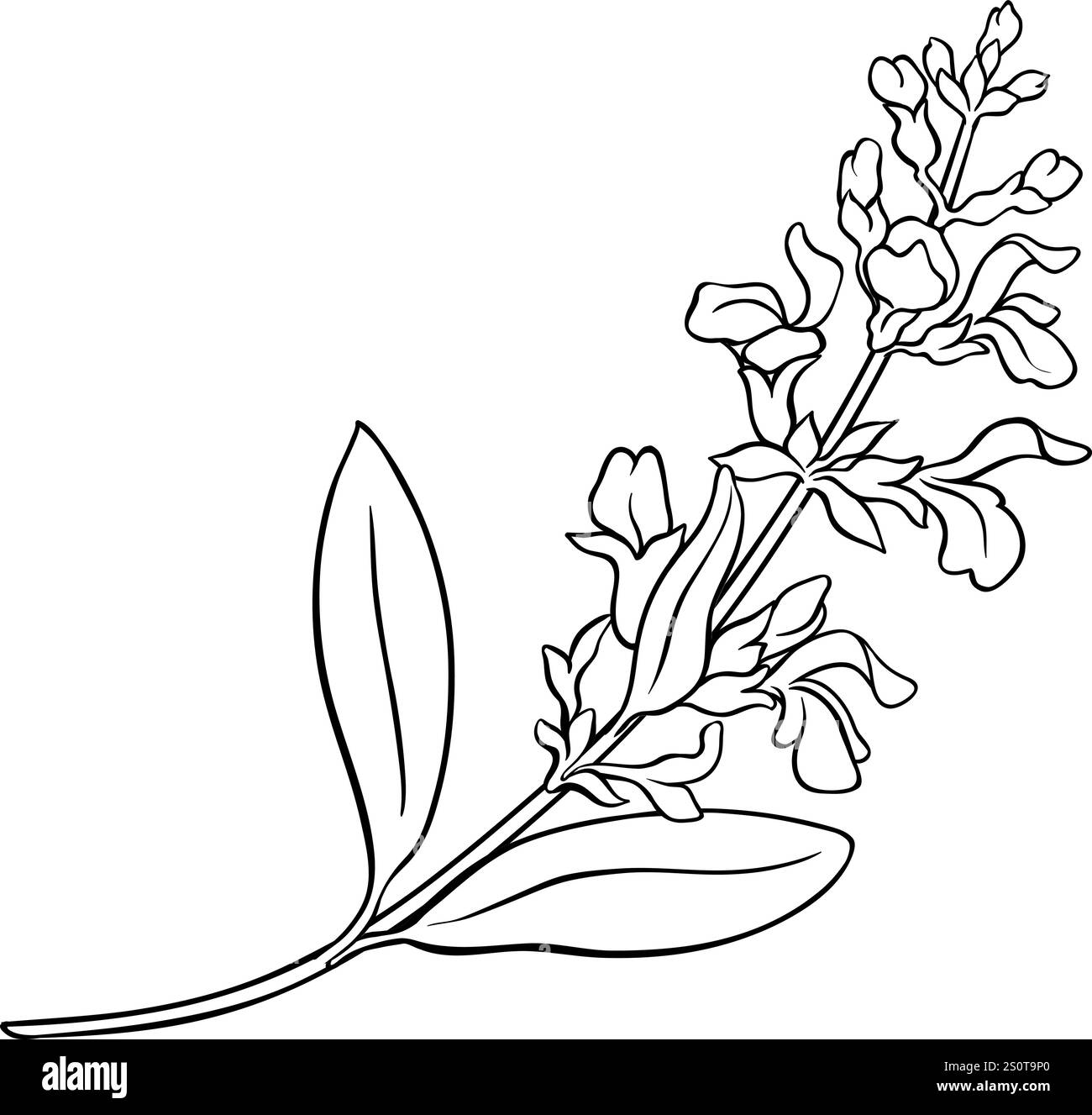 Sage Plant with Flowers Outline Illustration Stock Vector Image & Art ...