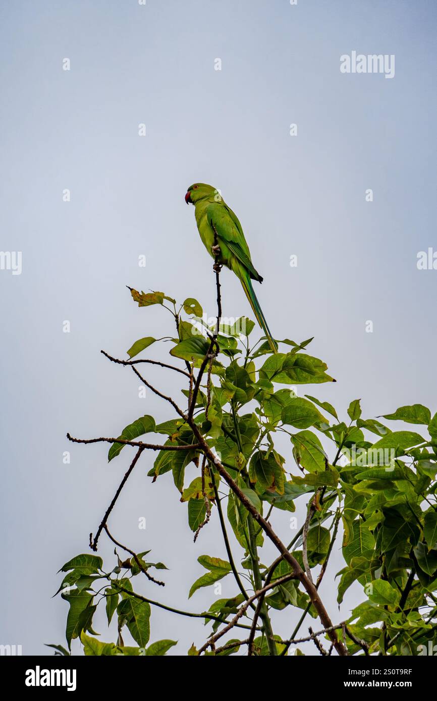 Rose-ringed indian parakeet sitting on palm tree in Maspalomas Stock ...