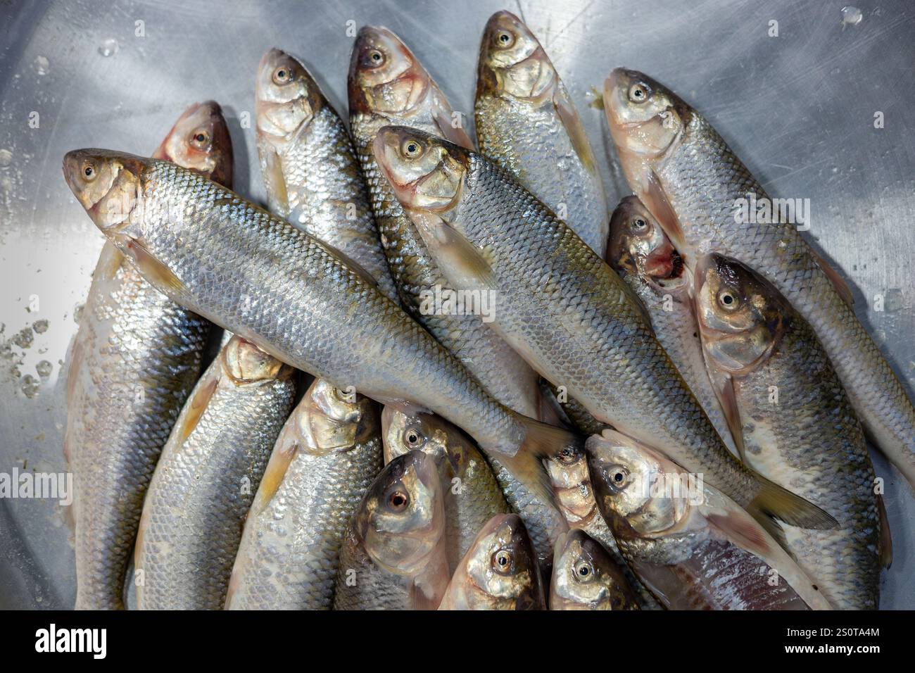 "A vibrant fish market in Rasht, Gilan Province, Iran. Freshly caught ...