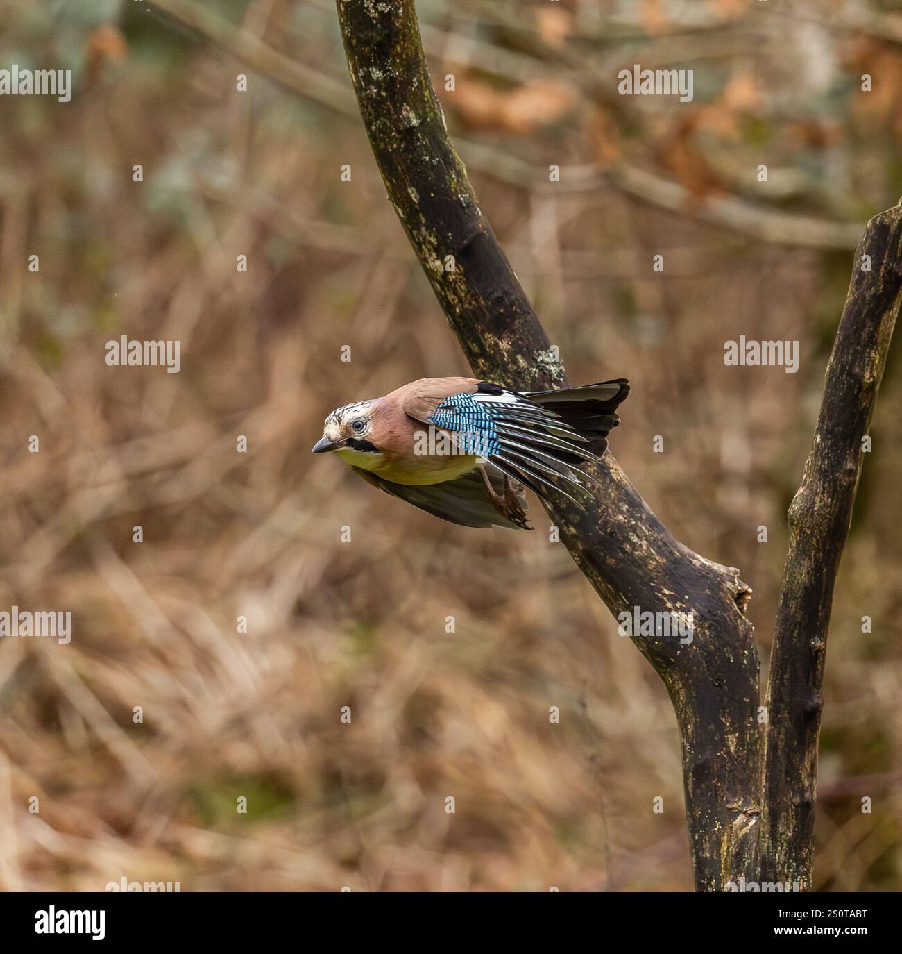 Gavin jay hi-res stock photography and images - Alamy