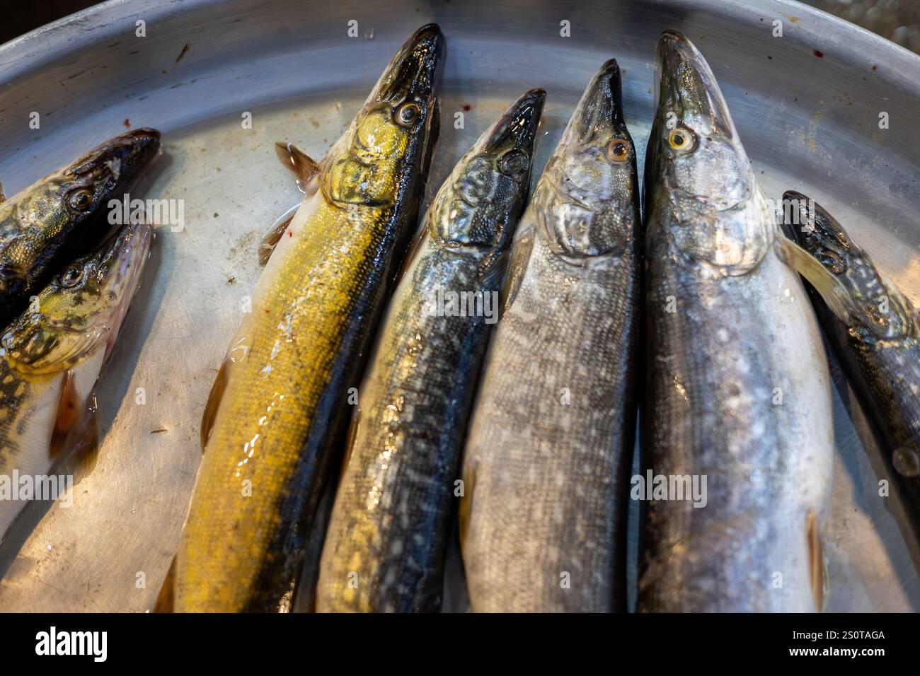 "A vibrant fish market in Rasht, Gilan Province, Iran. Freshly caught ...