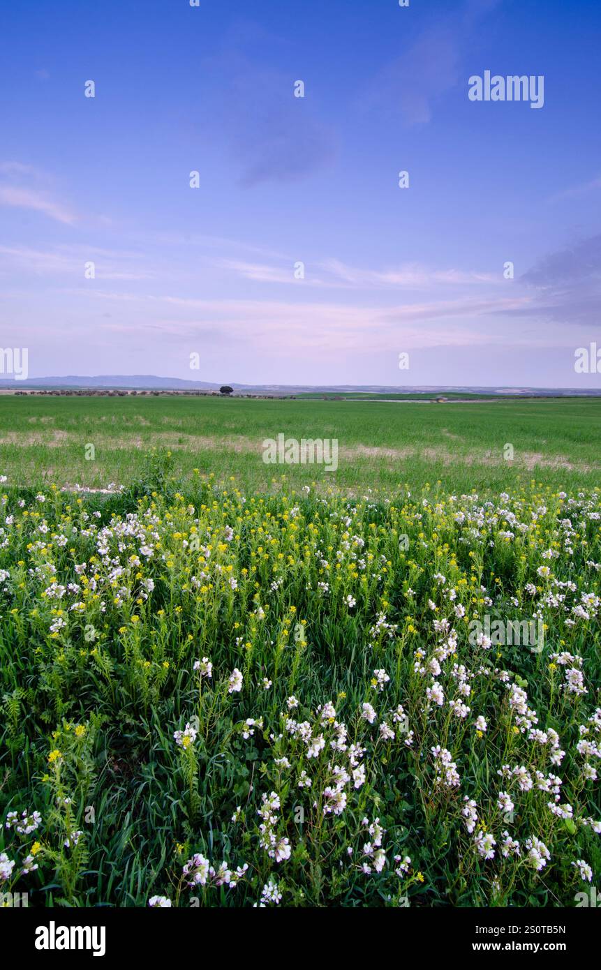 Monegros meadow in spring. Leciñena. Aragon, Spain Stock Photo - Alamy