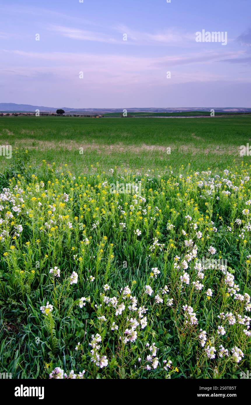 Monegros meadow in spring. Leciñena. Aragon, Spain Stock Photo - Alamy