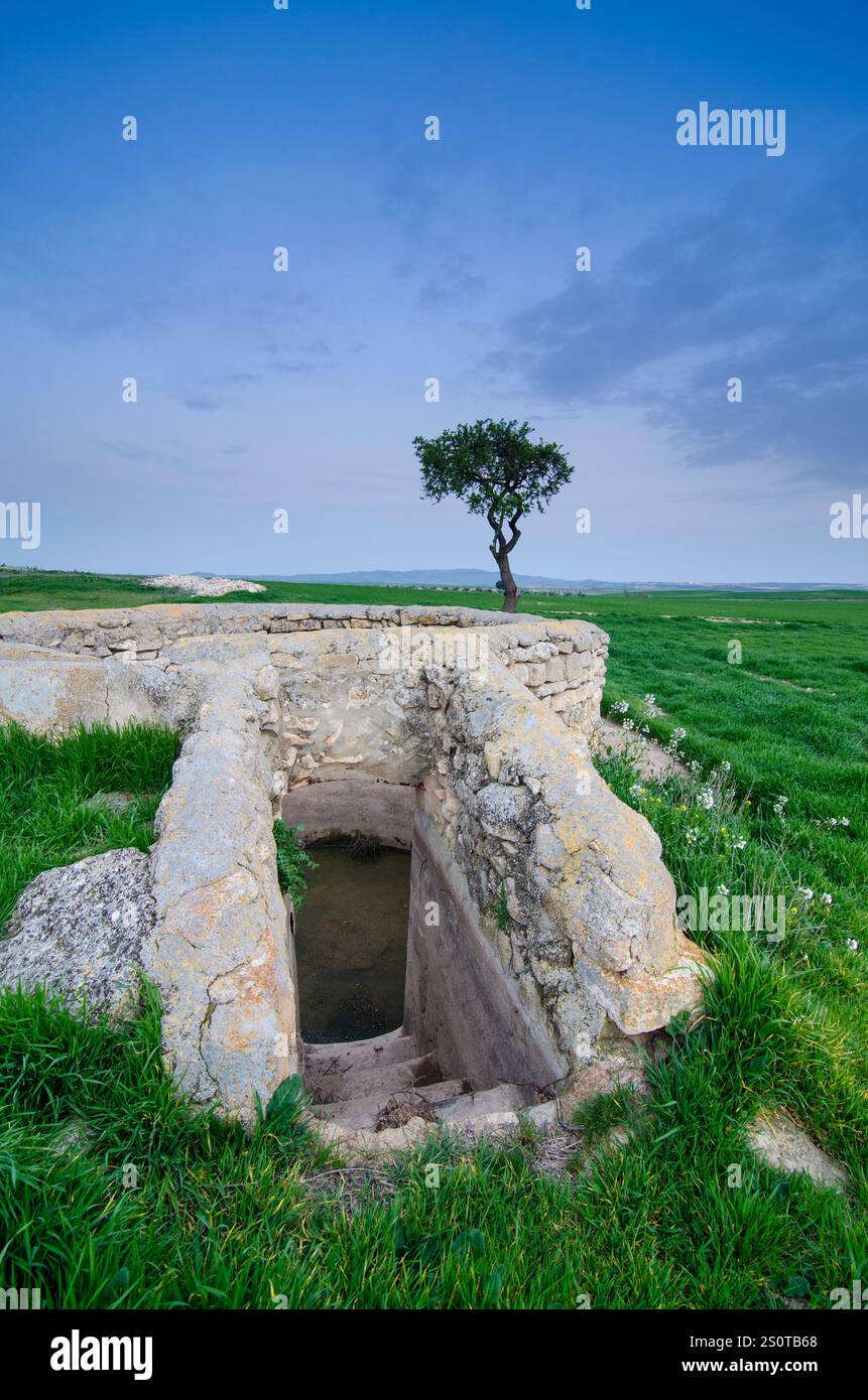 Monegros meadow in spring. Leciñena. Aragon, Spain Stock Photo - Alamy