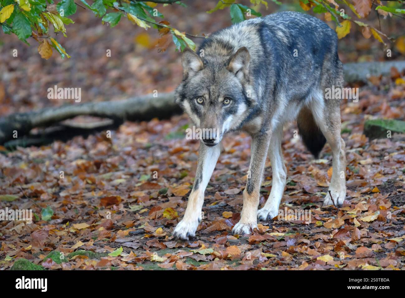 Wolf-Europaeischer Grauwolf in Deutschland in Aktion. Wolf-Grauwolf ...