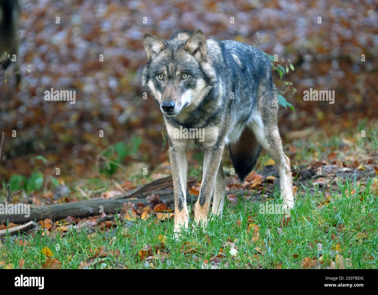 Wolf-Europaeischer Grauwolf in Deutschland in Aktion. Wolf-Grauwolf ...