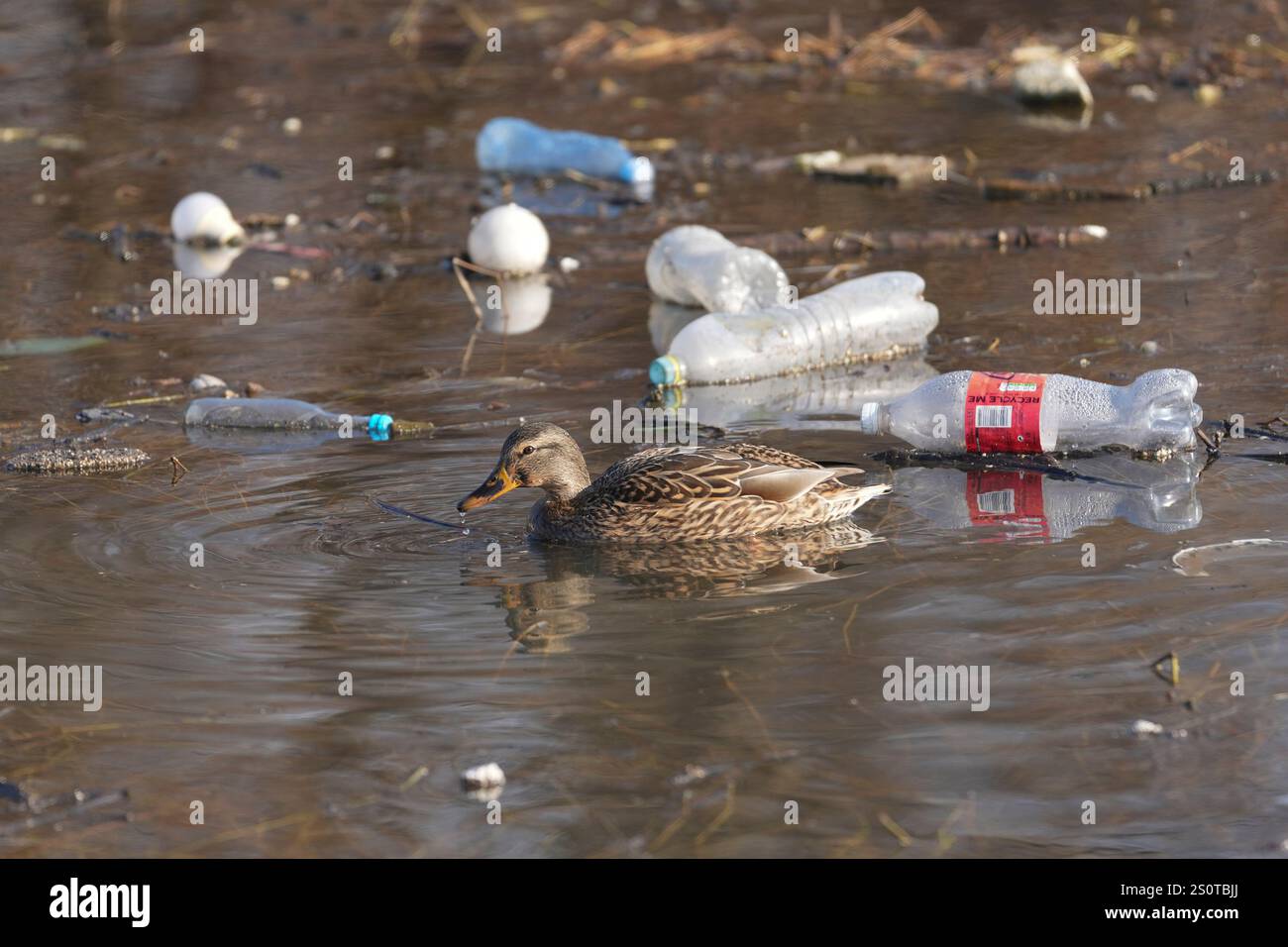 A wild duck floats on the water between dumped plastic bottles and ...