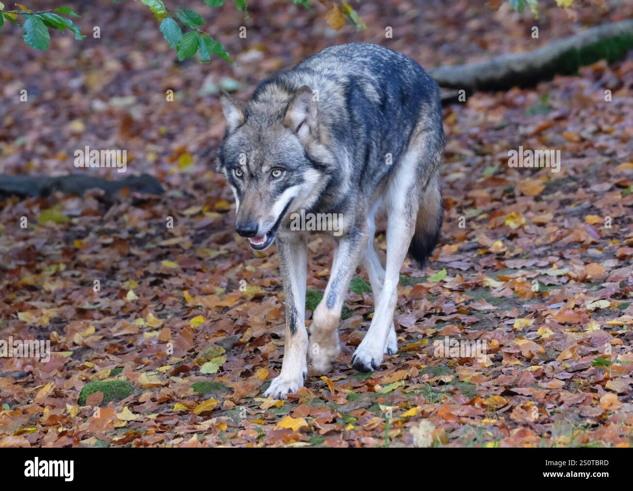 Wolf-Europaeischer Grauwolf in Deutschland in Aktion. Wolf-Grauwolf ...