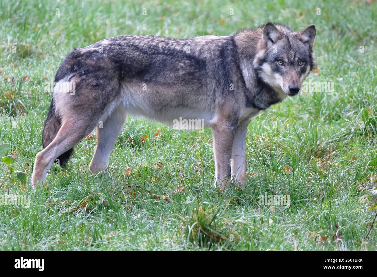Wolf-Europaeischer Grauwolf in Deutschland in Aktion. Wolf-Grauwolf ...