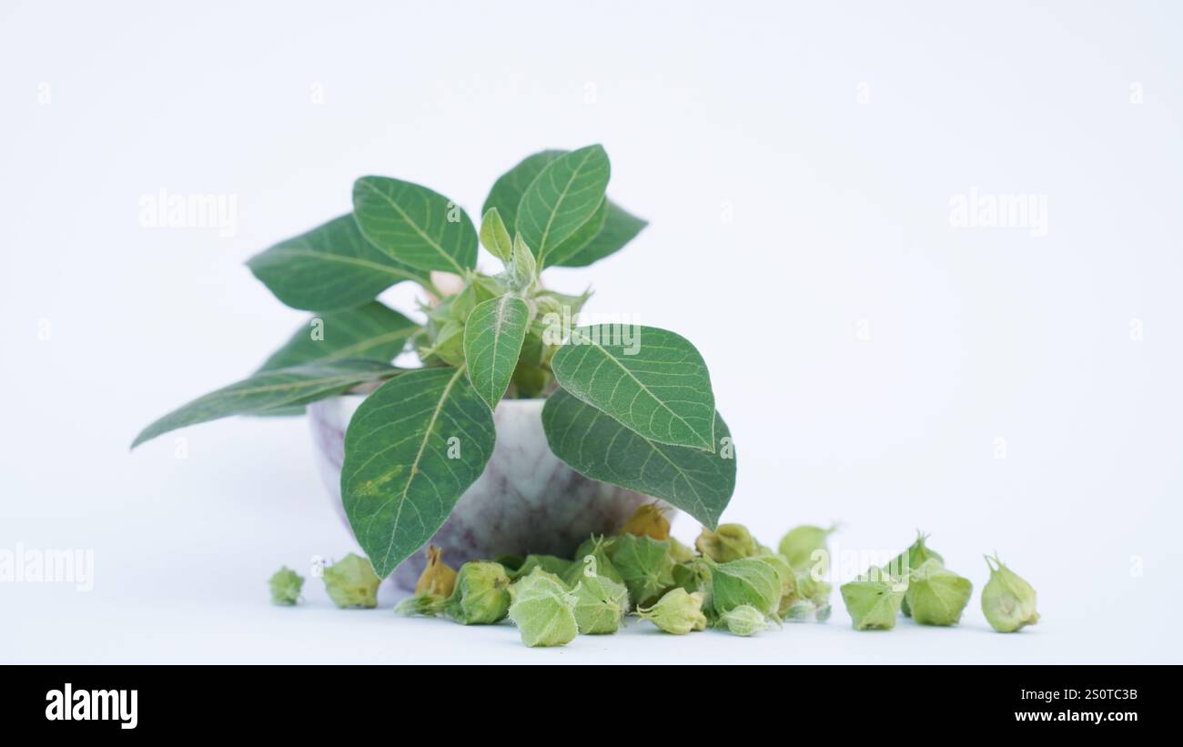 Ashwagandha Fresh Green Leaves on the Stem, Medicinal Herb Plant, also ...