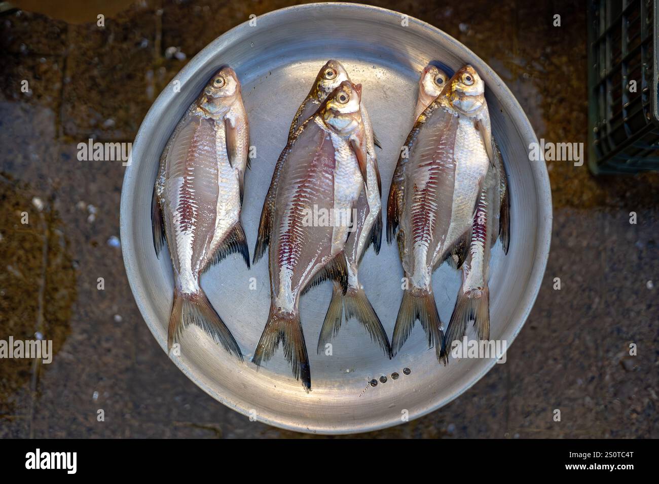 "A vibrant fish market in Rasht, Gilan Province, Iran. Freshly caught ...