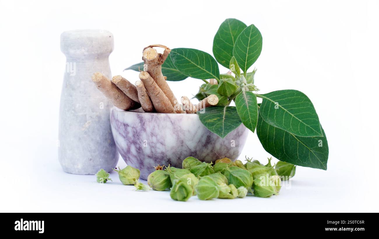 Ashwagandha Dry Root Medicinal Herb with Fresh Leaves, also known as ...