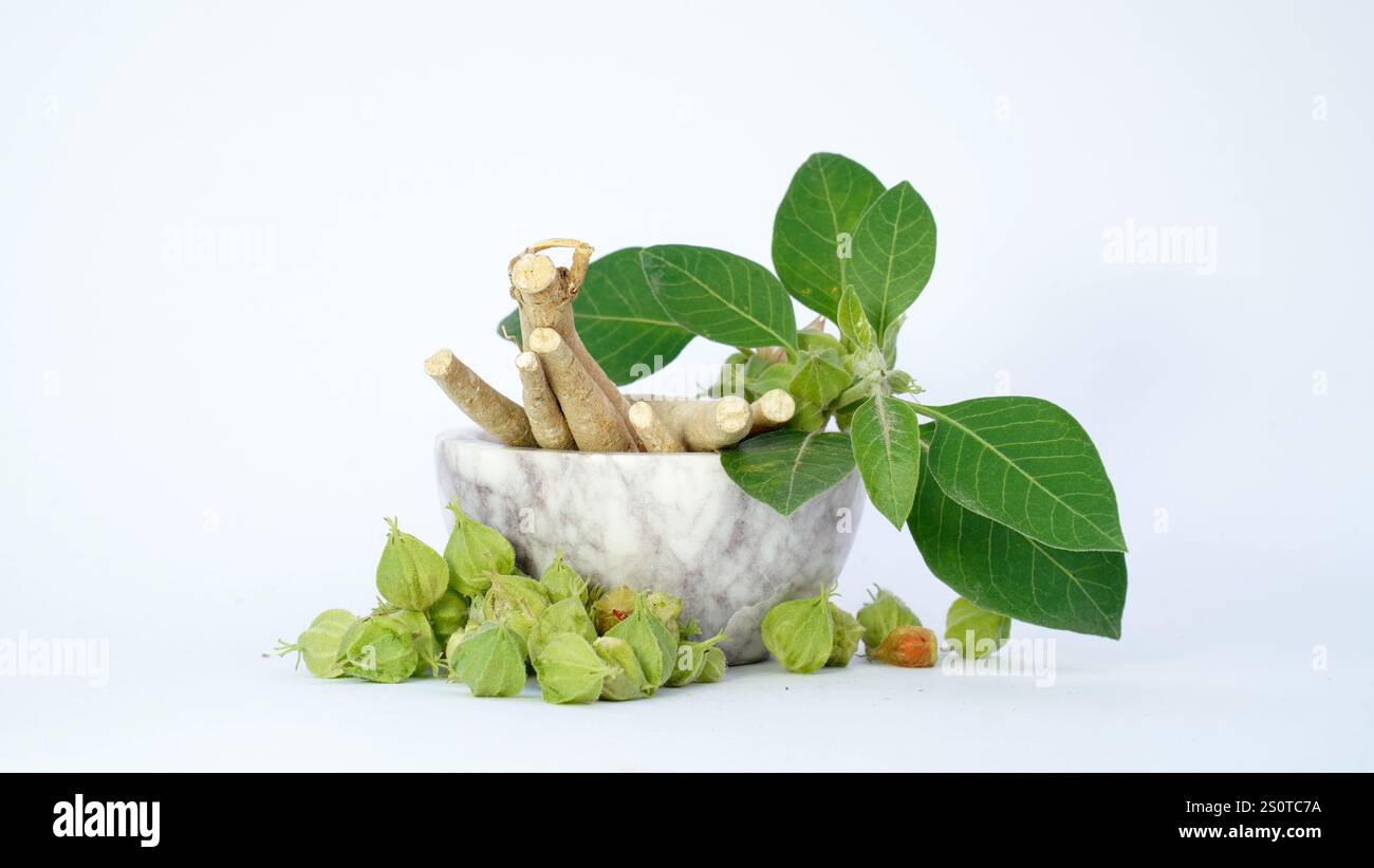 Withania somnifera, known commonly as ashwagandha, Indian ginseng ...