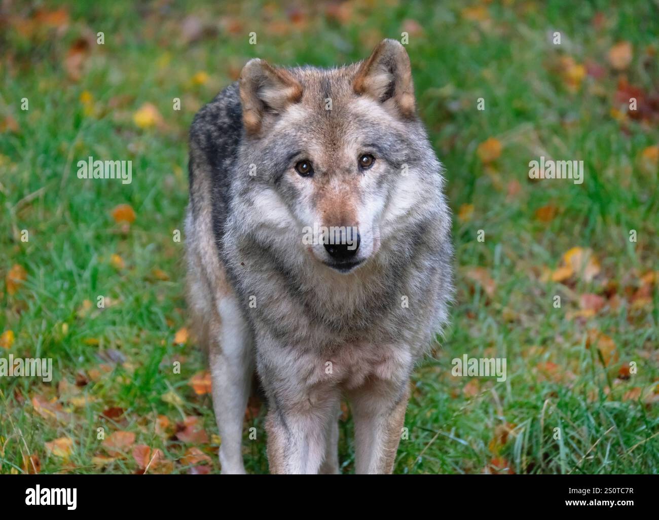 Wolf-Europaeischer Grauwolf in Deutschland in Aktion. Wolf-Grauwolf ...