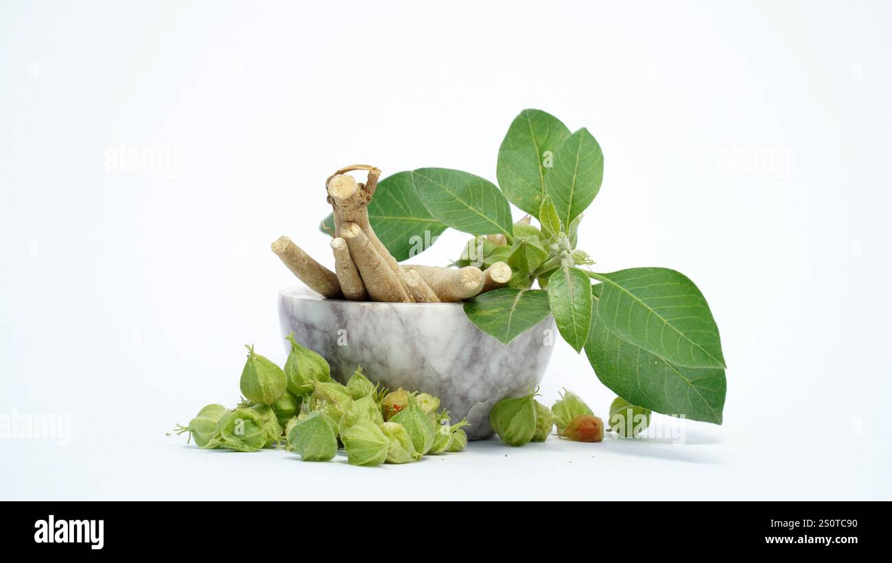 Ashwagandha Dry Root Medicinal Herb with Fresh Leaves, also known as ...